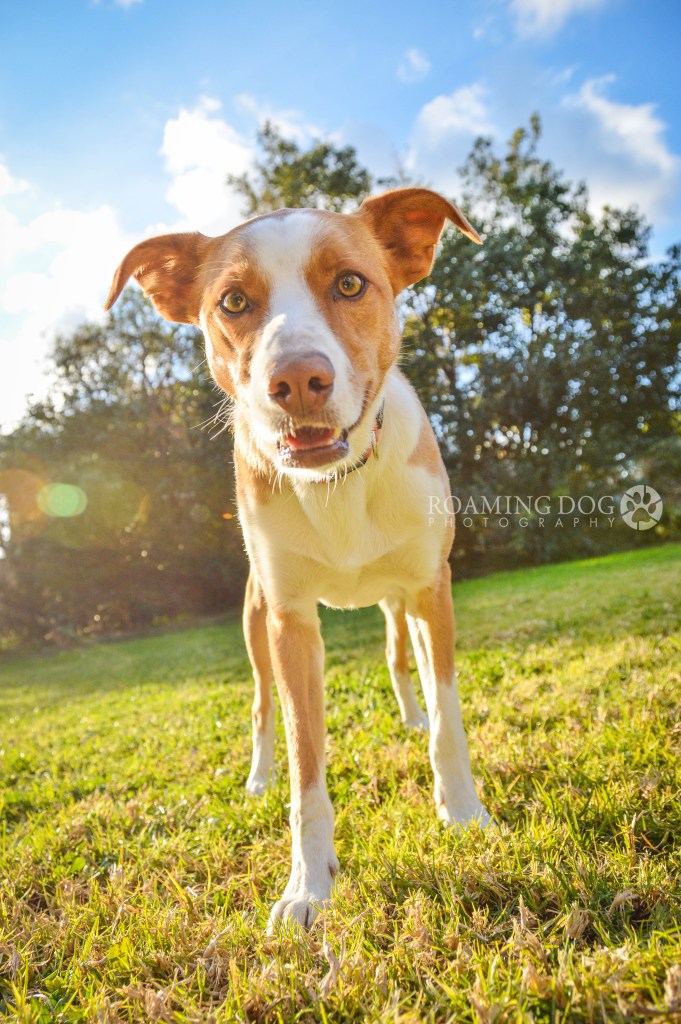 Gallery – Roaming Dog Photography