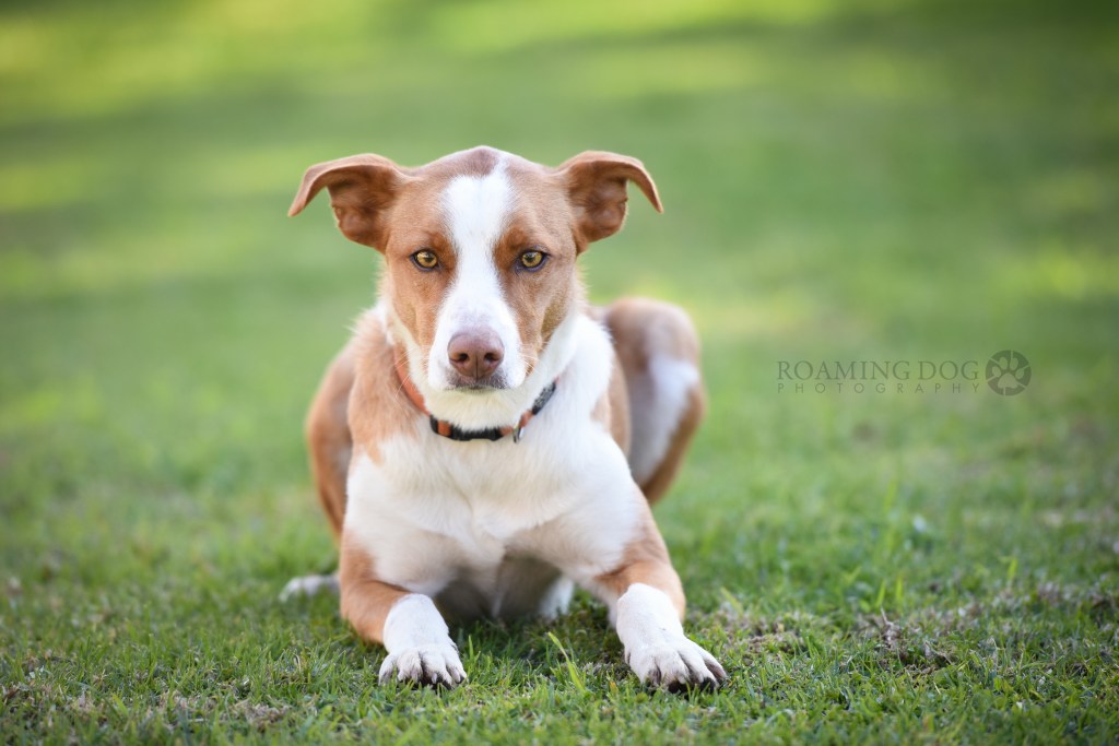Gallery – Roaming Dog Photography