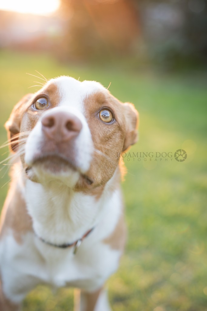 Gallery – Roaming Dog Photography